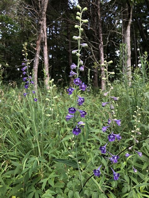Delphinium Exaltatum Tall Larkspur North Carolina Extension Gardener Plant Toolbox Delphinium Exaltatum Tall Larkspur North Carolina Extension Gardener Plant Toolbox