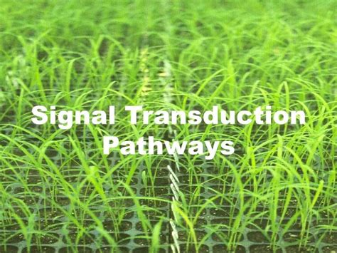 Ppt Signal Transduction Pathways Powerpoint Presentation Free Download Id4217031