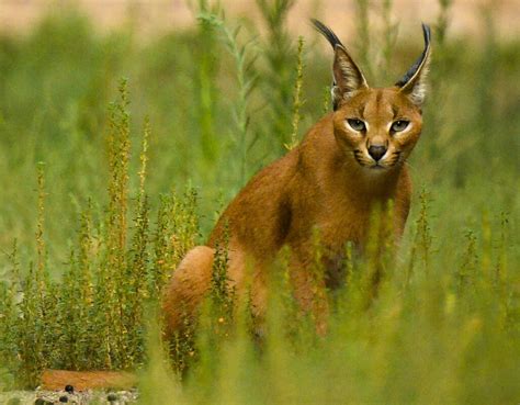 Caracal Meet Penguin How Humans Pushed Unlikely Predator And Prey Together
