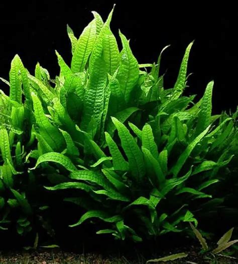 Java Fern Care Size Aquarium How To Plant And Grow Fishkeeping World Java Fern Care Size Aquarium How To Plant And Grow Fishkeeping World