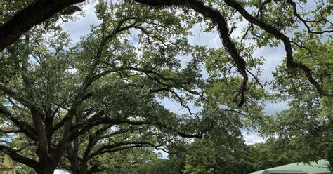 foley implementing new tree regulations news