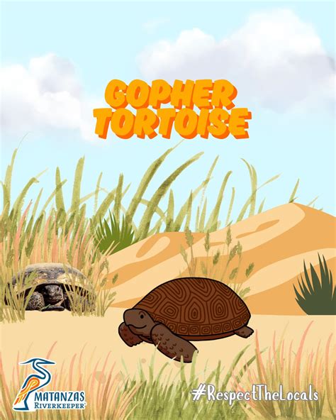 Matanzas Gopher Tortoise Gopherus Polyphemus ℹ️ Background As The