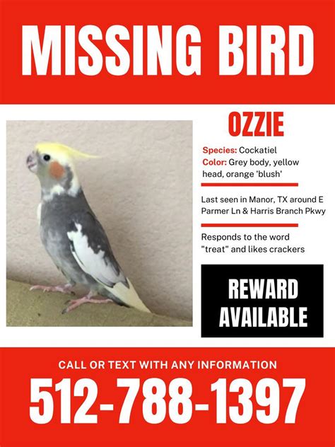 My Daughters Best Friend Is Lost Cockatiel In Harris Branch Area 73