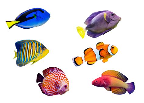 Jenis Ikan Laut Dan Gambarnya