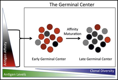 Taking The Broad View On B Cell Affinity Maturation Immunity