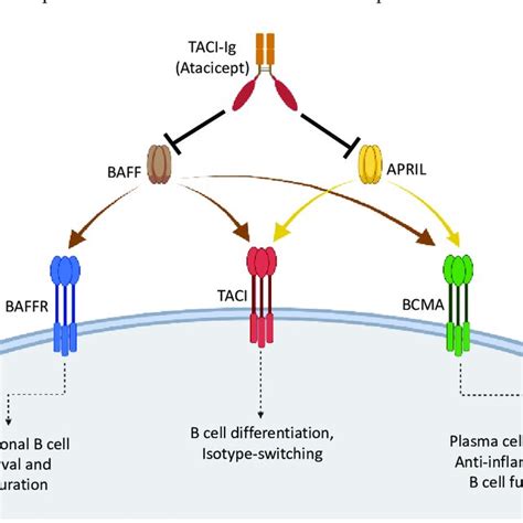 B Cell Activating Factor Baff And A Proliferation Inducing Ligand