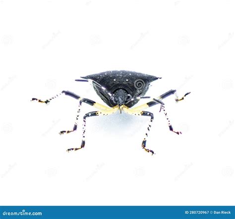Black Stink Bug Proxys Punctulatus Isolated On White Background