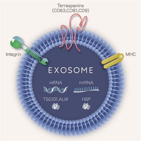 エクソソーム豊胸効果は ダウンタイムは 死亡事例の真相は