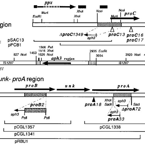 Possible Proline Biosynthetic Pathways In C Glutamicum Upper Row Download Scientific Diagram
