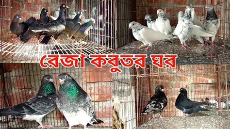 কম টাকায় সেরা মানের সুন্দর সুন্দর কবুতর কিনুন আজই রেজা কবুতর ঘর বগুড়া Viralvideo ভাইরাল
