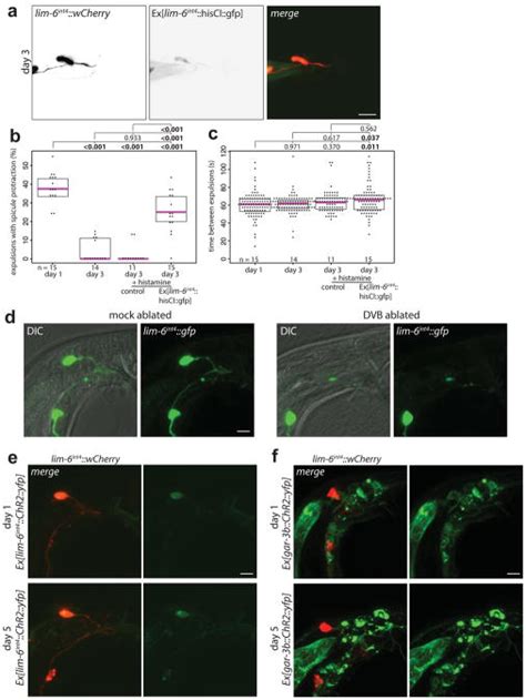 Neurexin Controls Plasticity Of A Mature Sexually Dimorphic Neuron Abstract Europe PMC