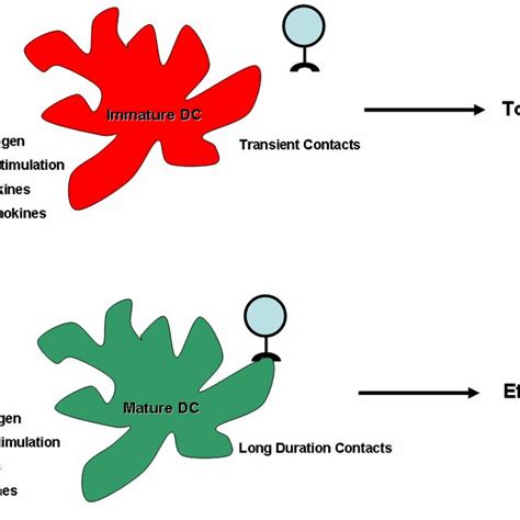Dendritic Cell Maturation Controls Cd8 T Cell Activation Download Scientific Diagram
