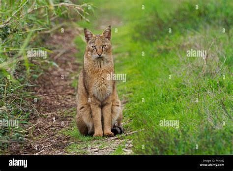 Wild Jungle Cat