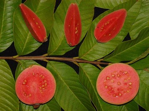Red Diamond Guava Plant Plant For Red Diamond Guava Pack Of 1