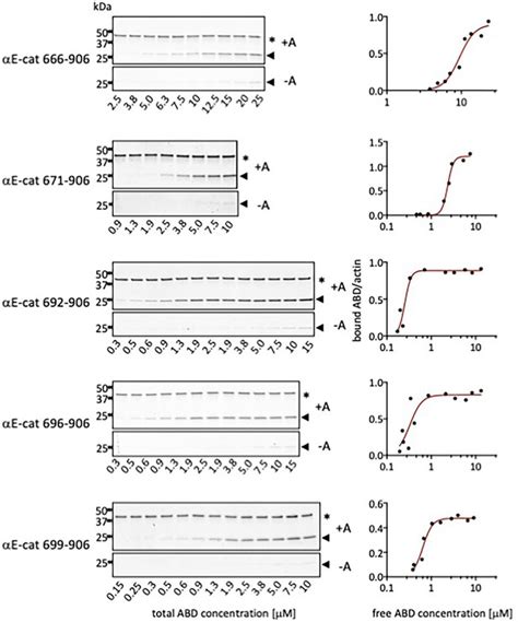 Figures And Data In Structural Basis Of αe Catenin F Actin Catch Bond