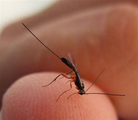 Thin Slender Wasp Bugguidenet