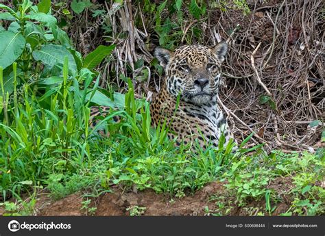 Jaguar Panthera Onca Hidden Matto Grosso Sul Pantanal Brazil — Stock