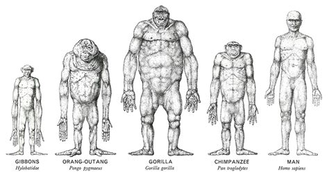 A Comparison Of Apes And Man On Verticality