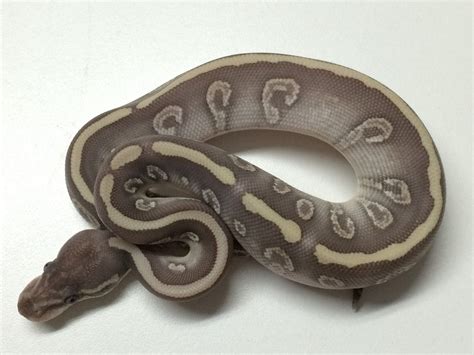 Super Mystic Ball Python For Sale With Live Arrival Guarantee