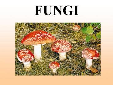 PPT FUNGI PowerPoint Presentation Free To View Id Af N JiY