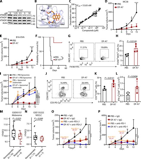 The Tumor Intrinsic Role Of The M6a Reader Ythdf2 In Regulating Immune