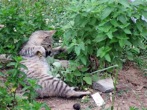 Catnip Seed Plantwink
