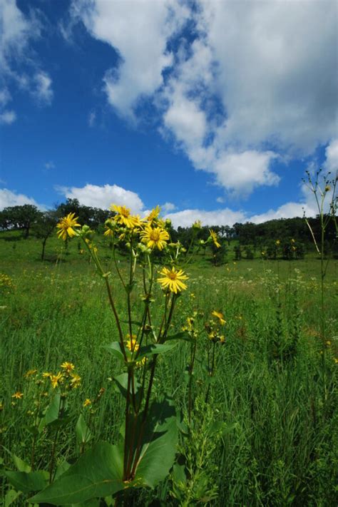 Life And Gardens Of Gertrude Jekyll Visionary Of English Garden Design