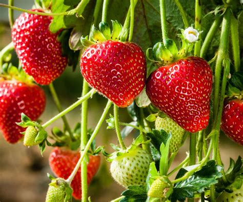 Strawberry Detection Object Detection Model By Borja