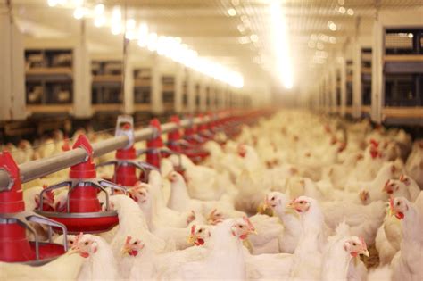 Ayam Jenis Ternak Yang Peka Cahaya Sumber Thepoultrysite Com
