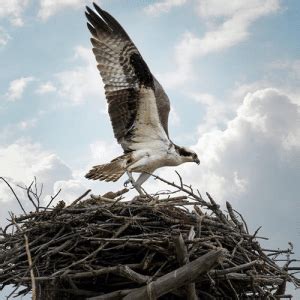 Bird Nest Spiritual Meaning And Interpretation Faith