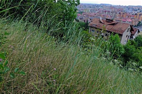 Thinopyrum Intermedium Poaceae