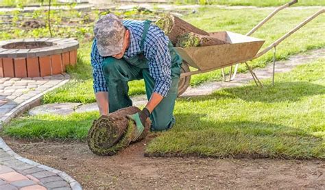 Is Thatch Harming Your Lawn A Simple Guide To Manage It Better Lawn