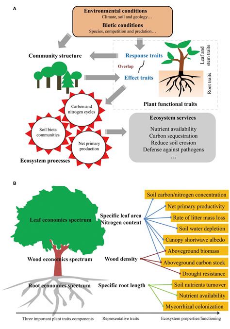 How Plant Functional Traits Determine Ecosystem Functioning A And Download Scientific