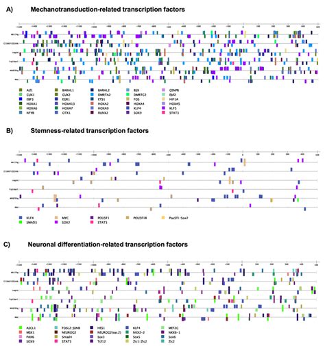 Transcription Factors Binding Sites For Lncrnas With Human Homologues