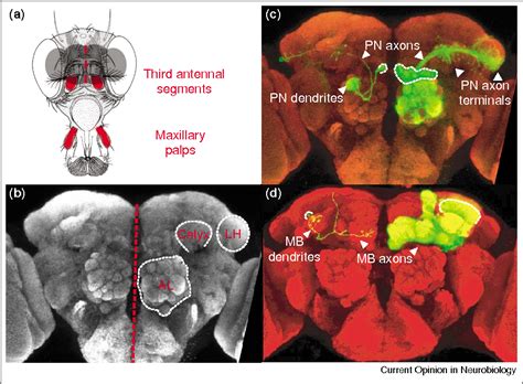Figure 2 From Development Of Neuronal Connectivity In Drosophila Antennal Lobes And Mushroom
