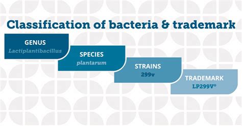 Probi Ab On Linkedin Understand The Classification Of Probiotics Probi