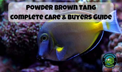 Powder Brown Tang Complete Care And Buyer Guide