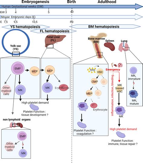Megakaryocyte Diagram