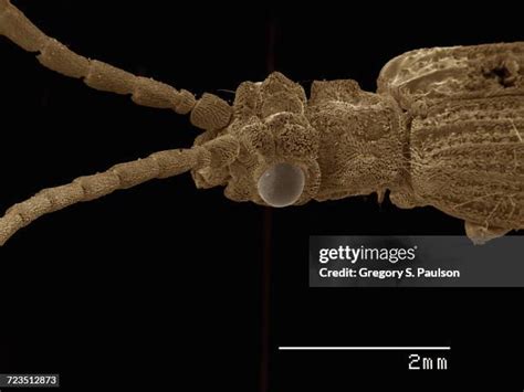 Beetle Coleoptera Photos And Premium High Res Pictures Getty Images