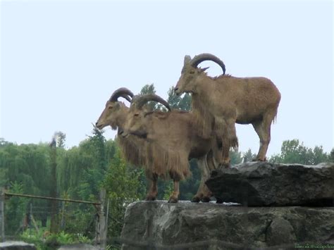 تصاویر بامزه از بز خنده دار برای پروفایل های کیوت و باحال