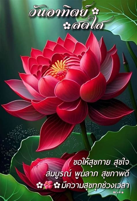 วันอาทิตย์สดใส สุขสันต์วันอาทิตย์ วันอาทิตย์ วอลล์เปเปอร์ลายดอกไม้