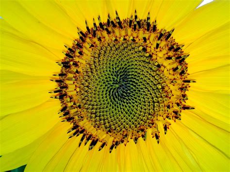 Fibonacci Spiral In Plants