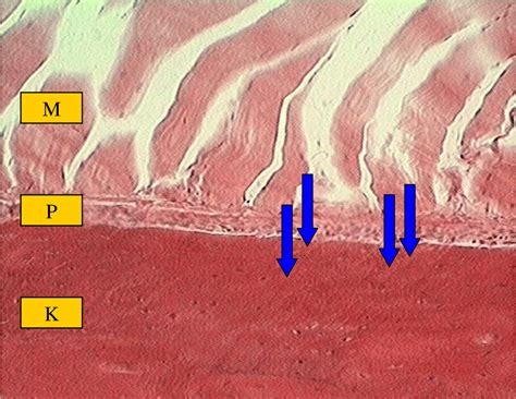 Periosteum Histology