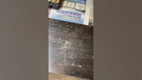 양이young다육 라이브 다육판매영상 다육판매방 다육판매하는곳 다육이 다육이를부탁해 다육이판매영상 다육이라이브 다육이화분 선인장 코덱스 코노피튬