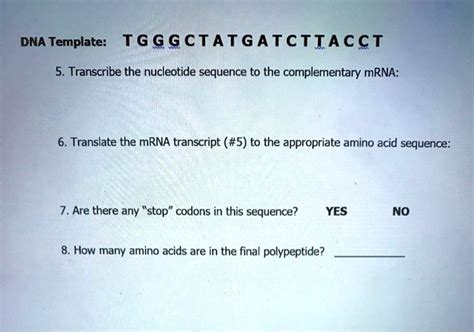 Solved Dna Template Tgggctatgatctiacct 5 Transcribe The Nucleotide Sequence To The