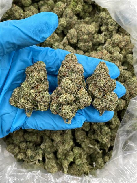 Strawberry Crush Strain