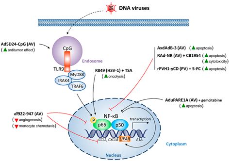 The impact of oncolytic DNA viruses on nuclear factor NF κB Download Scientific Diagram
