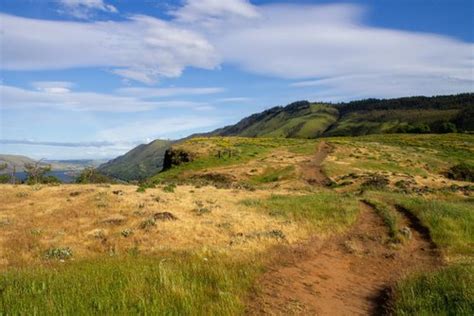 Rowena Plateau Wildflower Hike — Pines And Vines