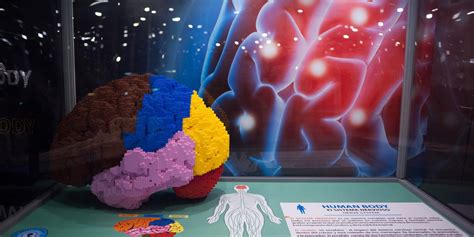 Not A Discredited Theory Of The Human Brain WSJ