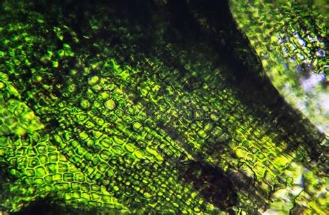 Moss Leaf Under The Microscope Stock Image Image Of Micro Cell 211090181